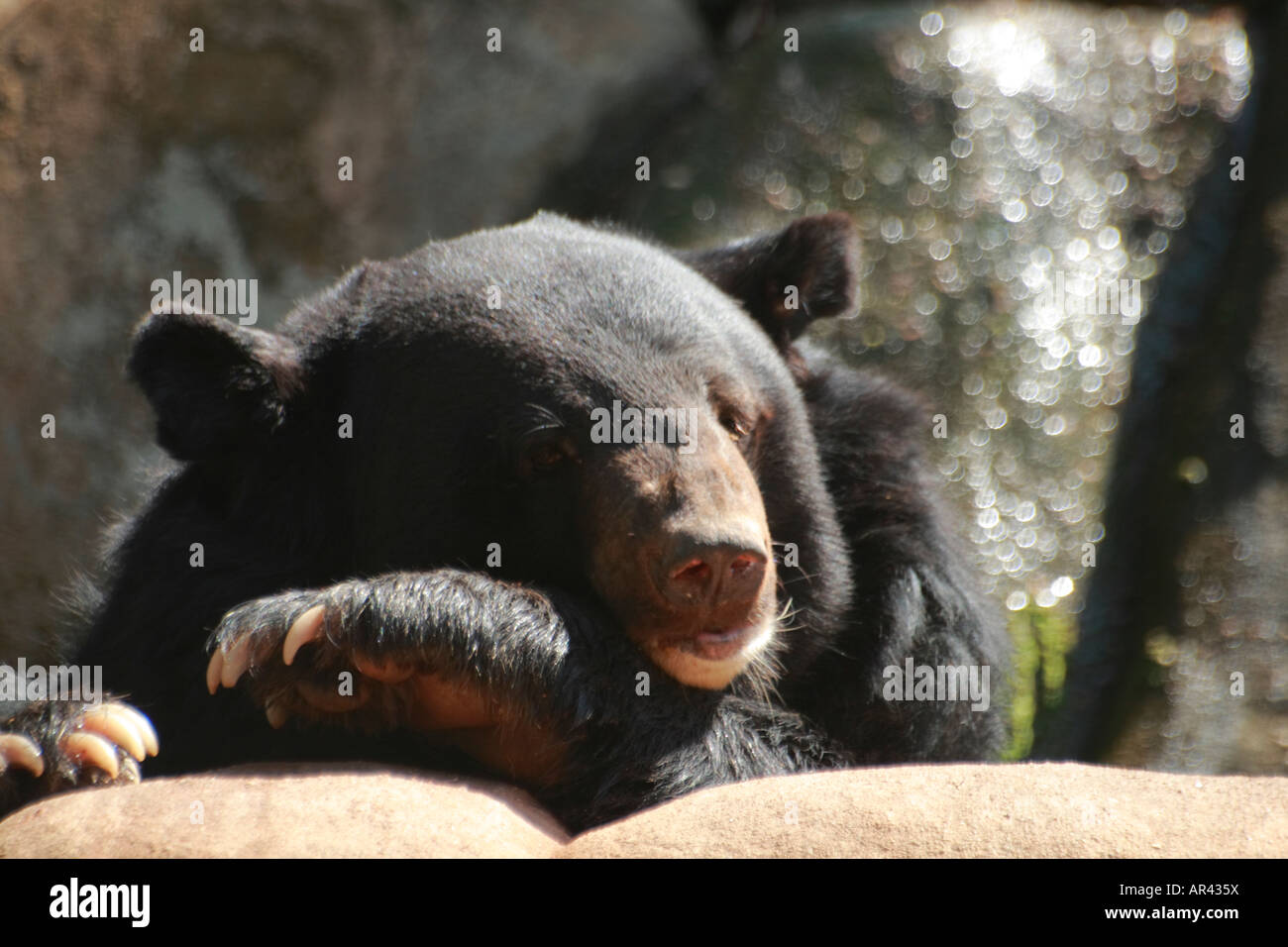 Sloth face close up hi-res stock photography and images - Alamy