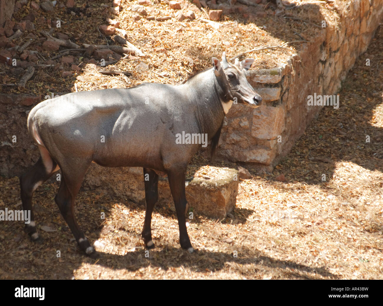Blue bull of india hi-res stock photography and images - Alamy