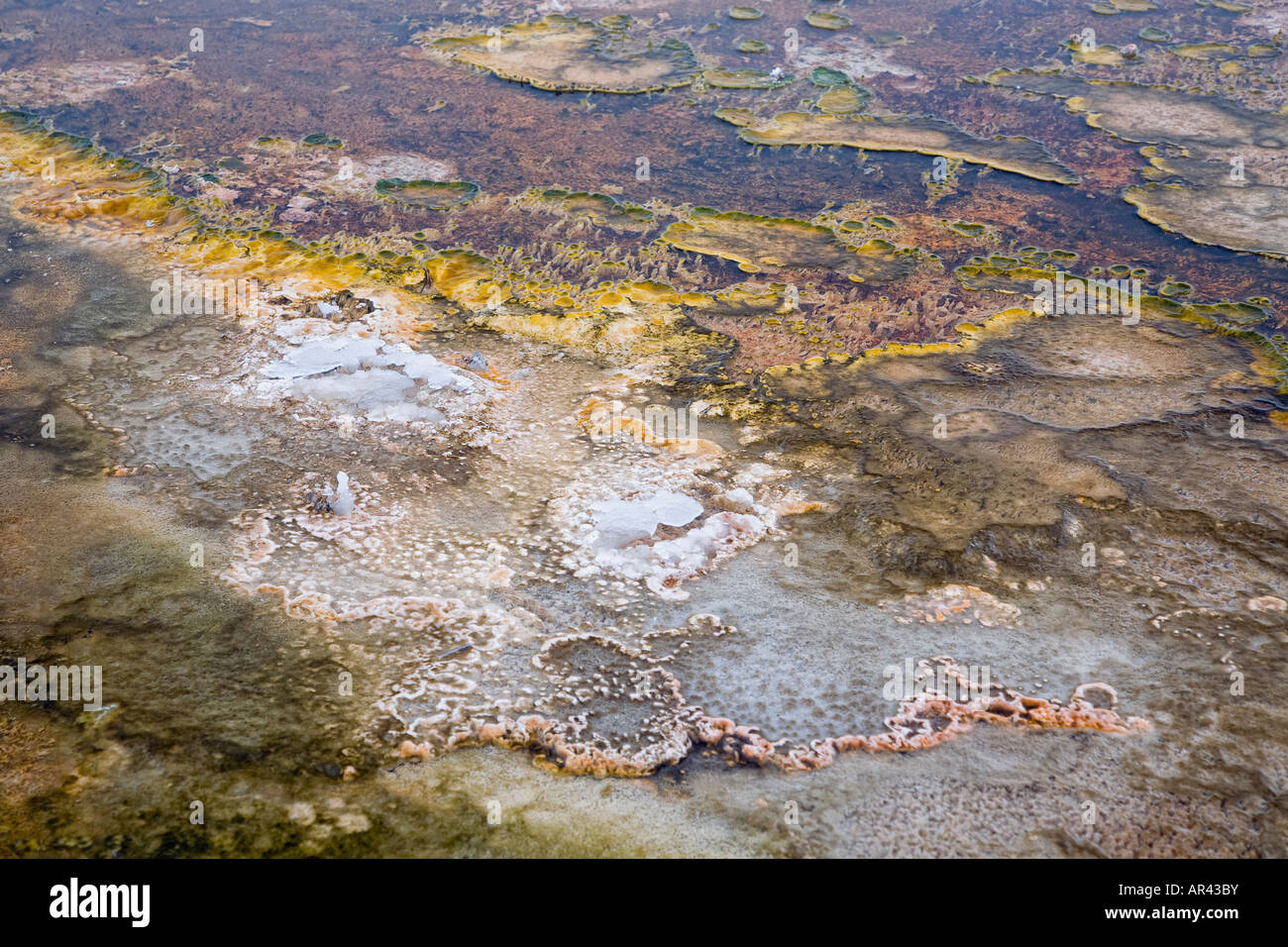 Yellowstone National Park in winter snow Tortoise Shell Spring algae ...