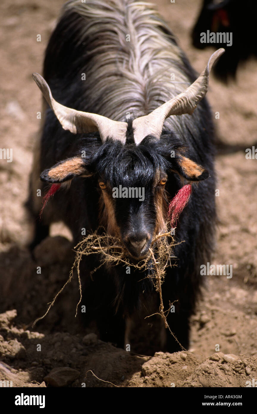 Pashmina Goat High Resolution Stock Photography and Images - Alamy