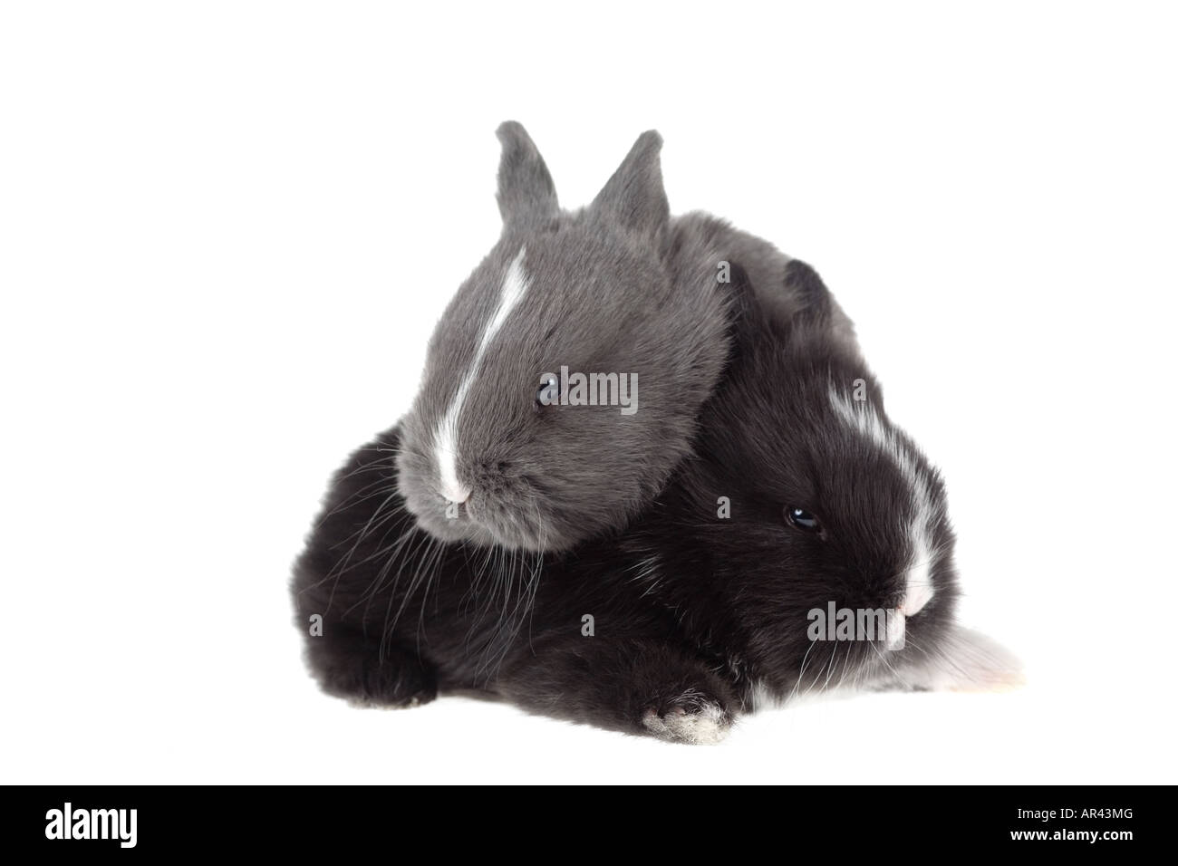 two bunny isolated Stock Photo - Alamy