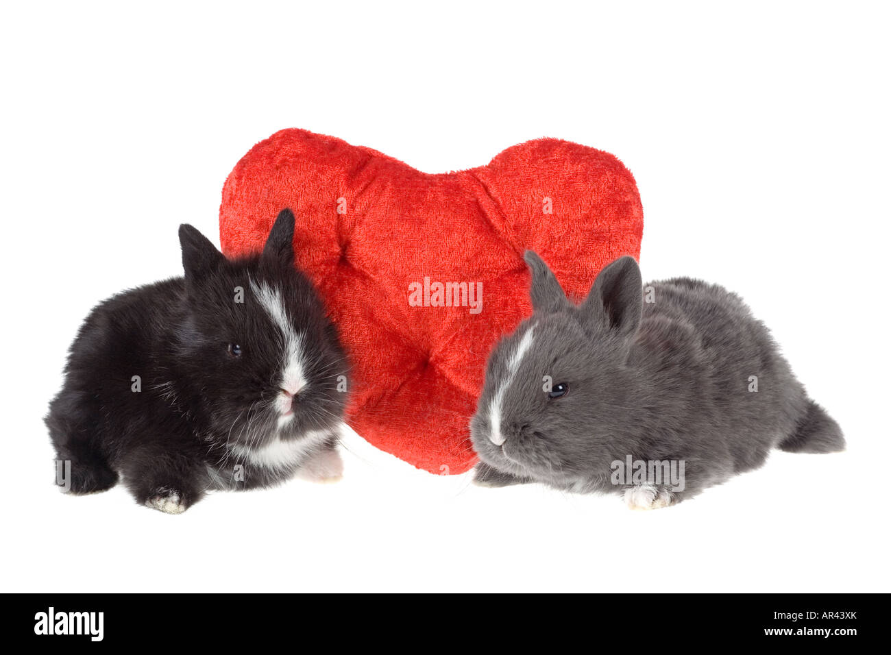 Two cute baby rabbits with red hearts isolated Stock Photo - Alamy