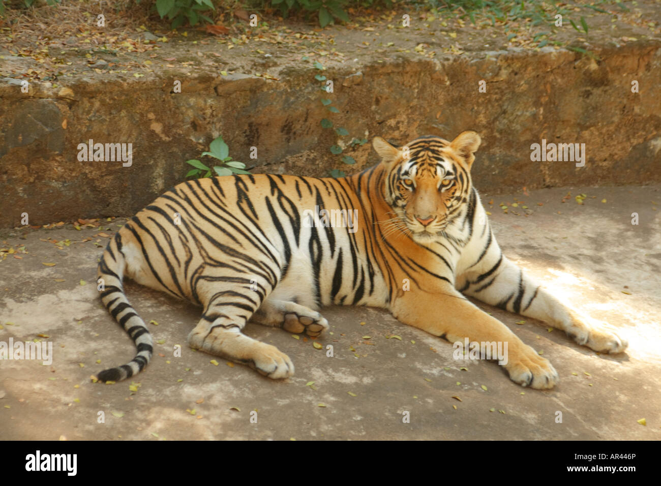A indian tiger takeing rest under the tree Stock Photo - Alamy