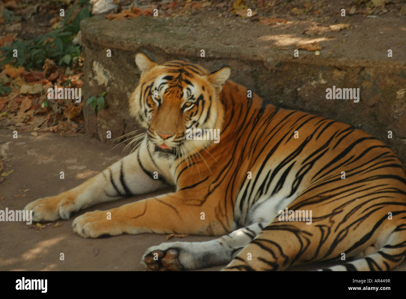 A indian tiger takeing rest under the tree Stock Photo - Alamy