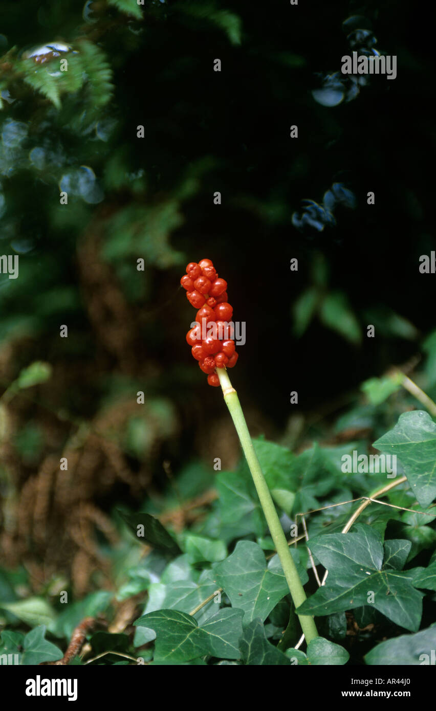 CUCKOO PINT LORDS AND LADIES (ARUM MACULATUM) GROWING AMONG IVY IN THE ...