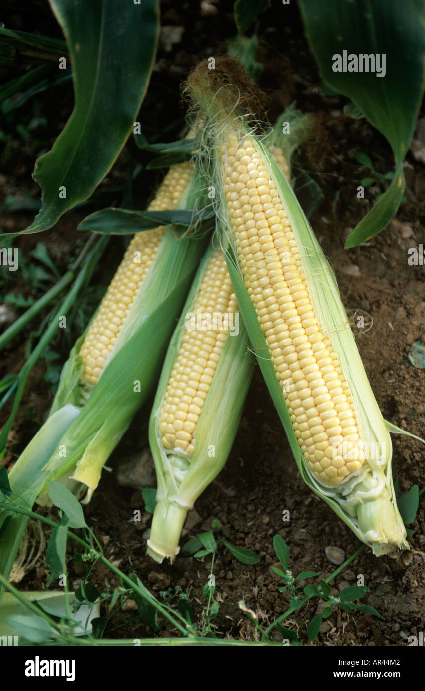 CORN ON THE COB SWEETCORN NEWLY PICKED LAYING IN FIELD Stock Photo - Alamy