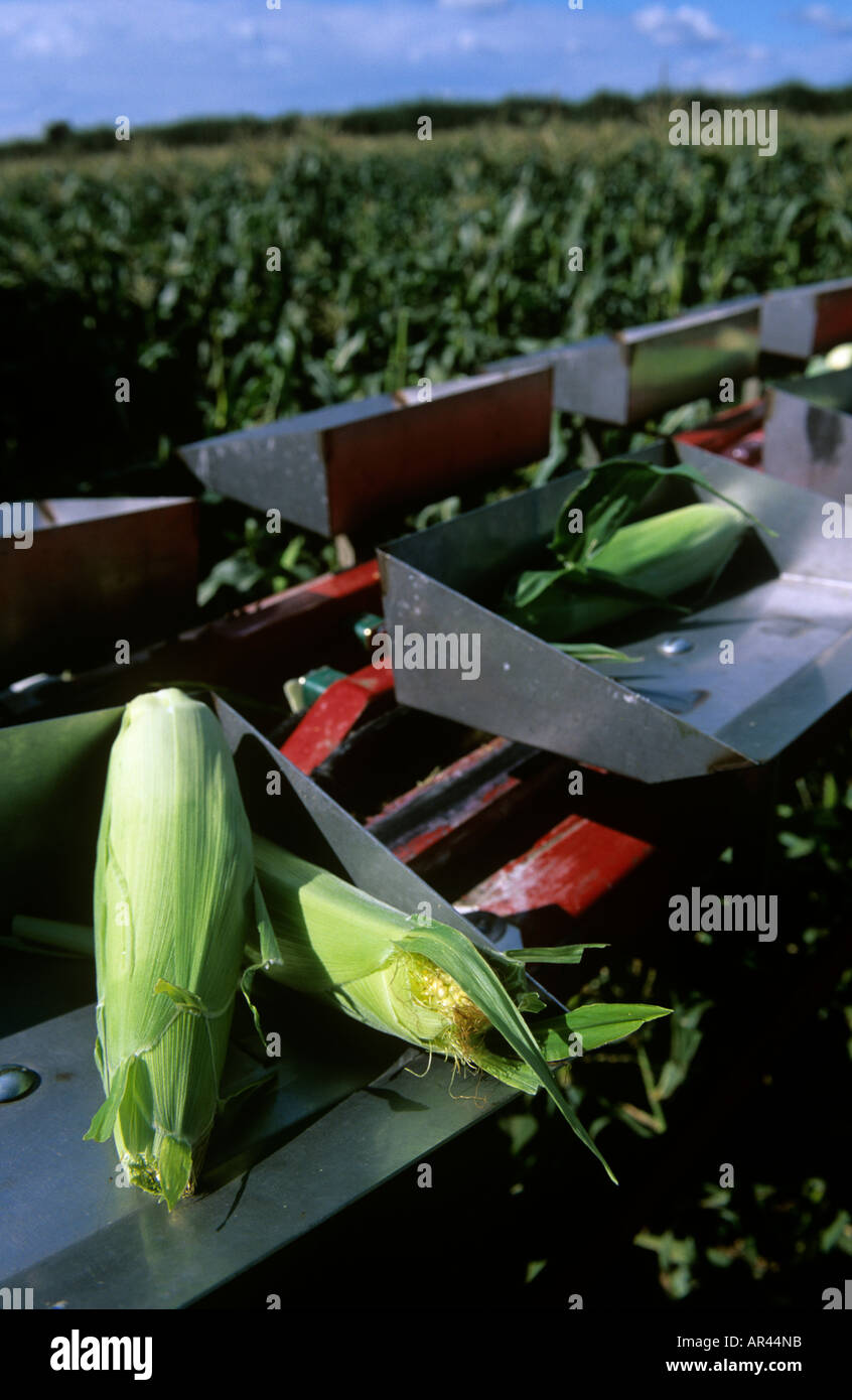 SPECIFIC FARM MACHINE HARVESTING SWEETCORN CORN ON THE COB IN THE FIELD ...