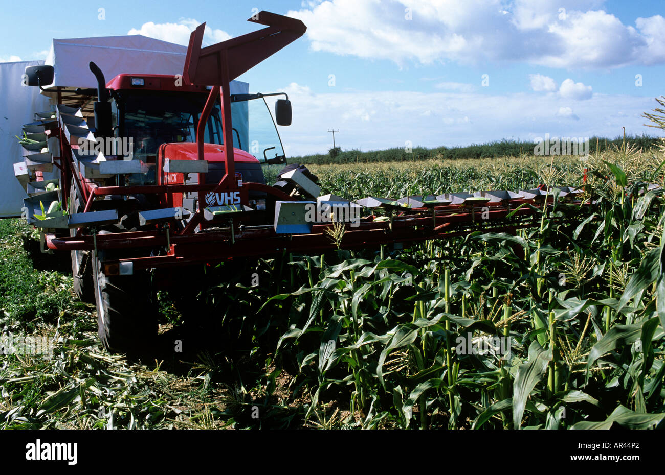 SPECIFIC FARM MACHINE HARVESTING SWEETCORN CORN ON THE COB IN FIELD ...
