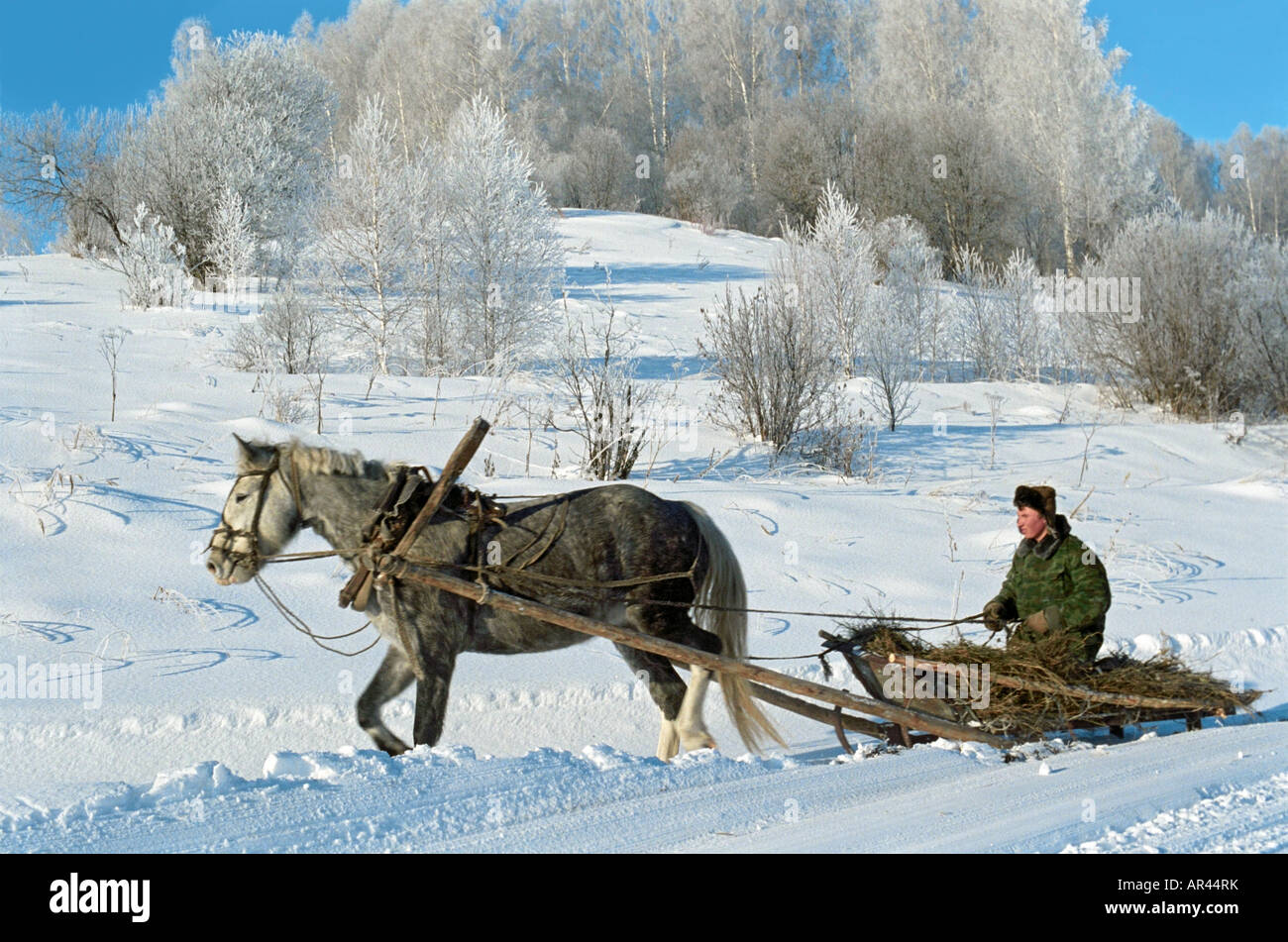 A villager in a horse sled. Altai, Siberia, Russia Stock Photo - Alamy