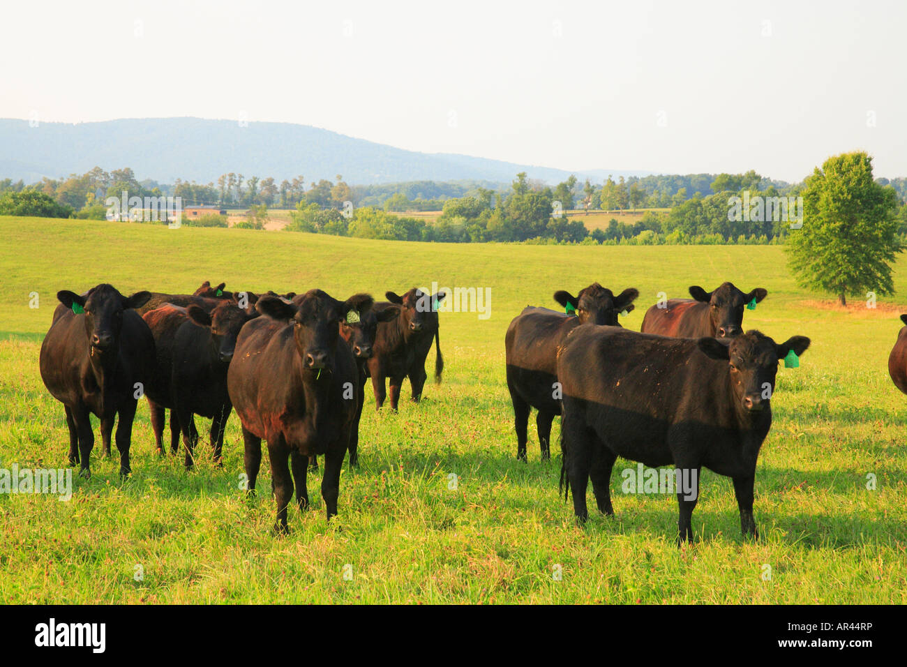 Angus Cows, Upperville, Virginia, USA Stock Photo - Alamy