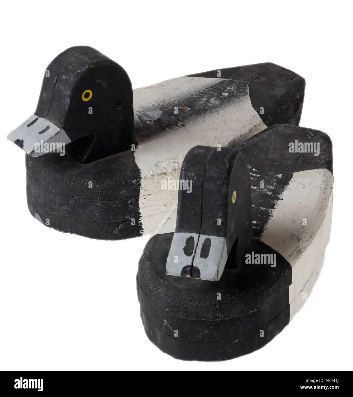 Bluebill duck hi-res stock photography and images - Alamy