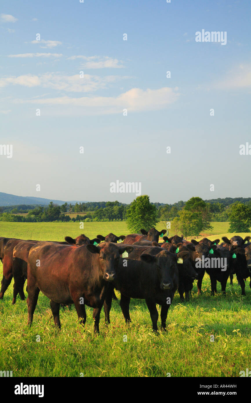 Virginia upperville hi-res stock photography and images - Alamy
