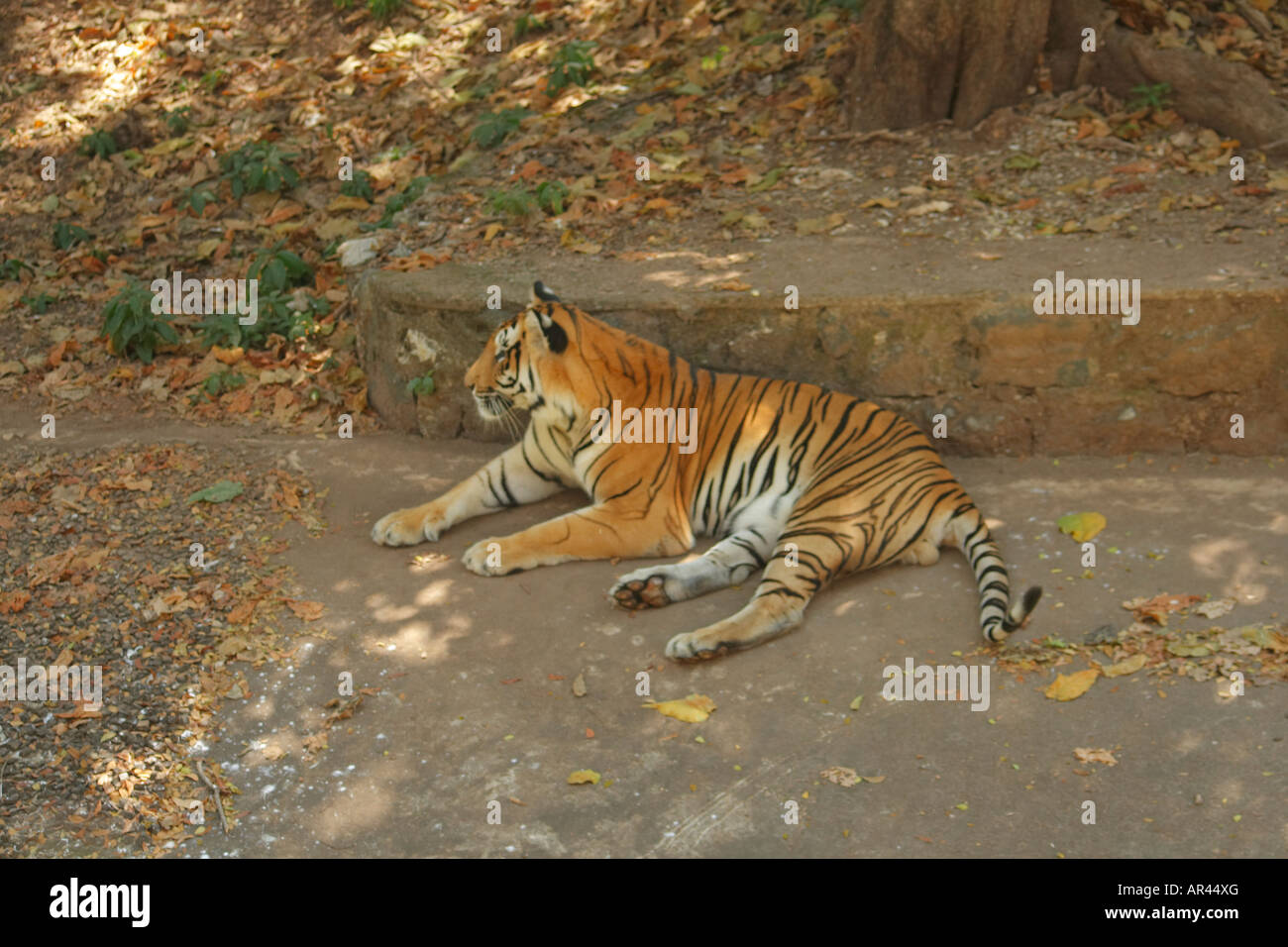 A indian tiger takeing rest under the tree Stock Photo - Alamy