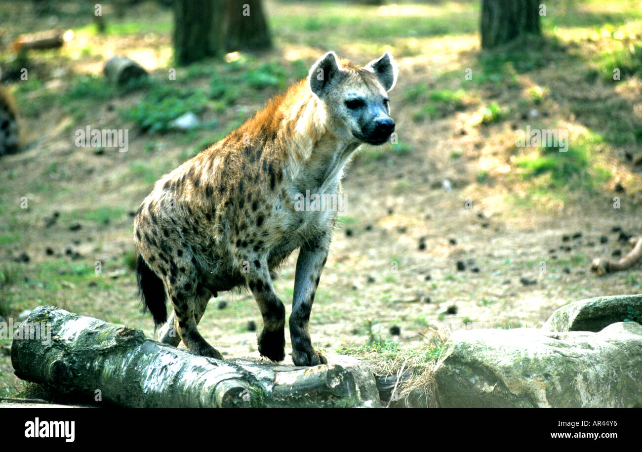 africa african hyena nature wildlife safari Stock Photo - Alamy