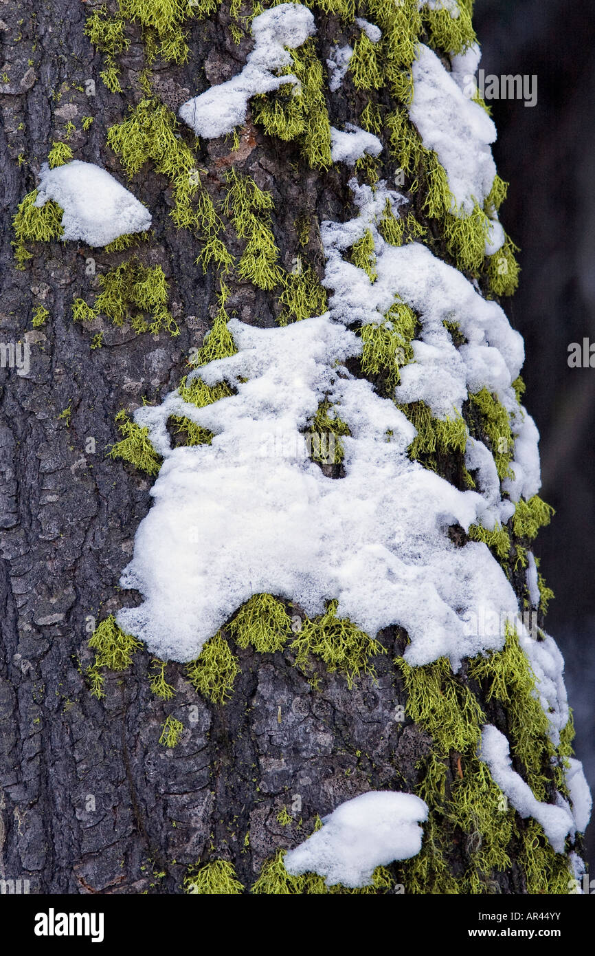 Frozen lichen hi-res stock photography and images - Alamy