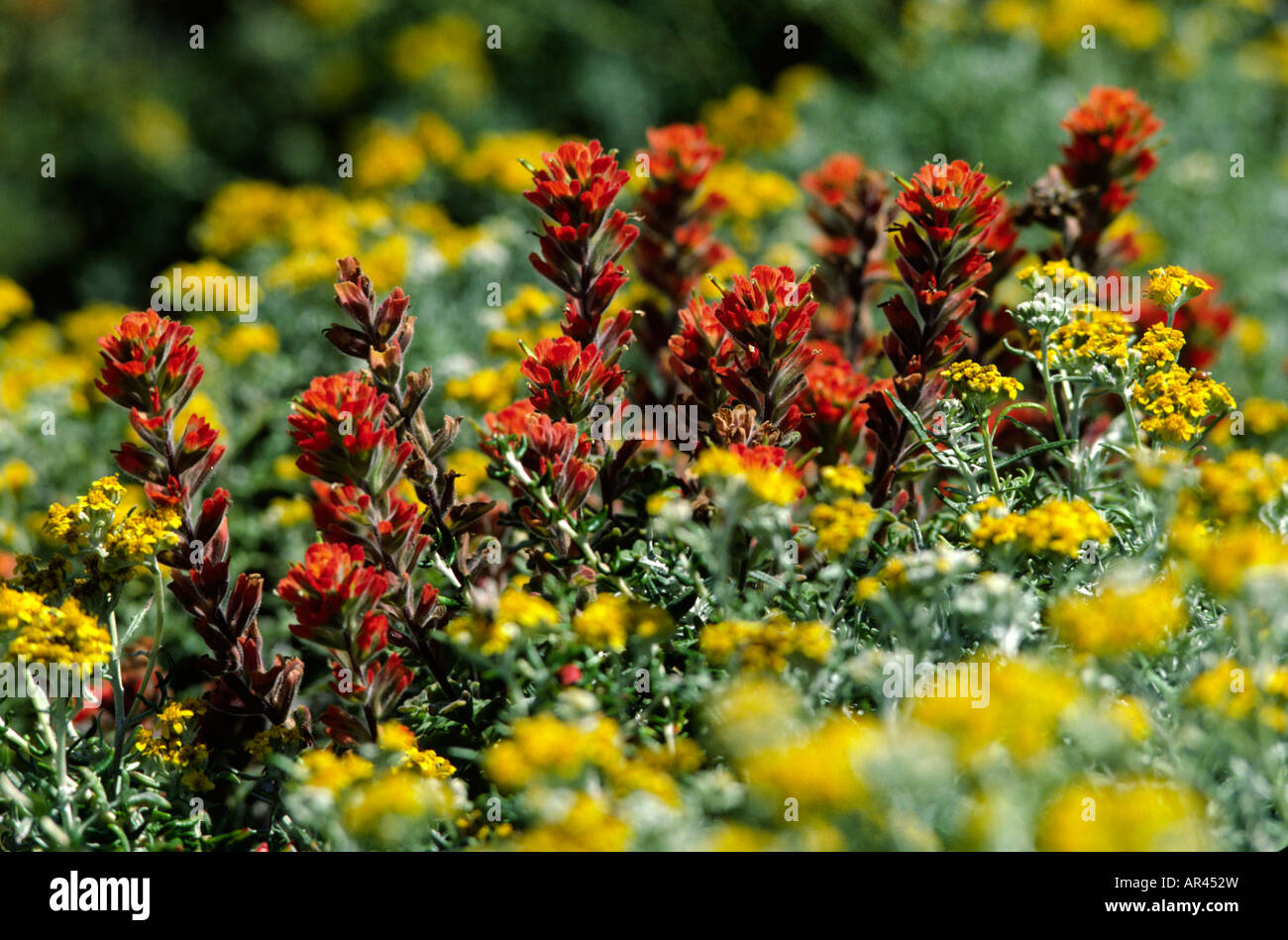 SEASIDE PAINTBRUSH Castilleja latifolia and GOLDEN YARROW Eriophyllum ...