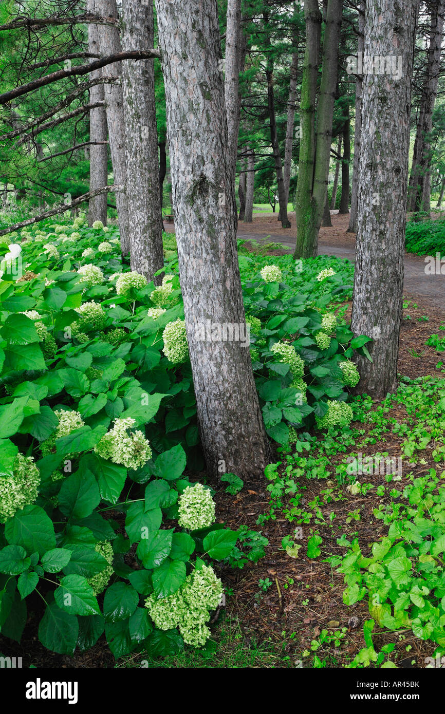 Path through flowering shrubs hi-res stock photography and images - Alamy