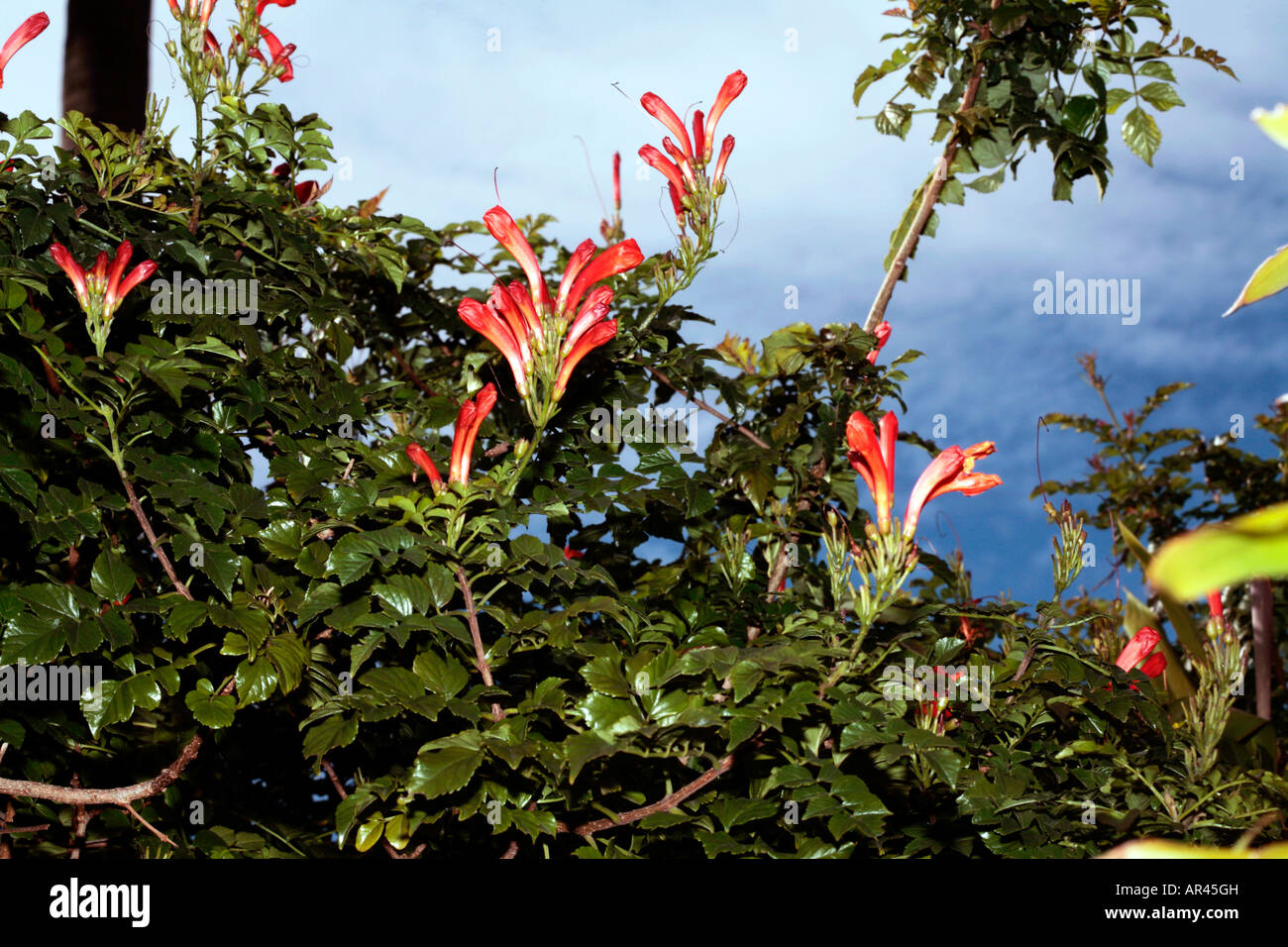 Cape Honeysuckle-Tecoma/Tecomaria capensis-Family Bignoniaceae Stock ...