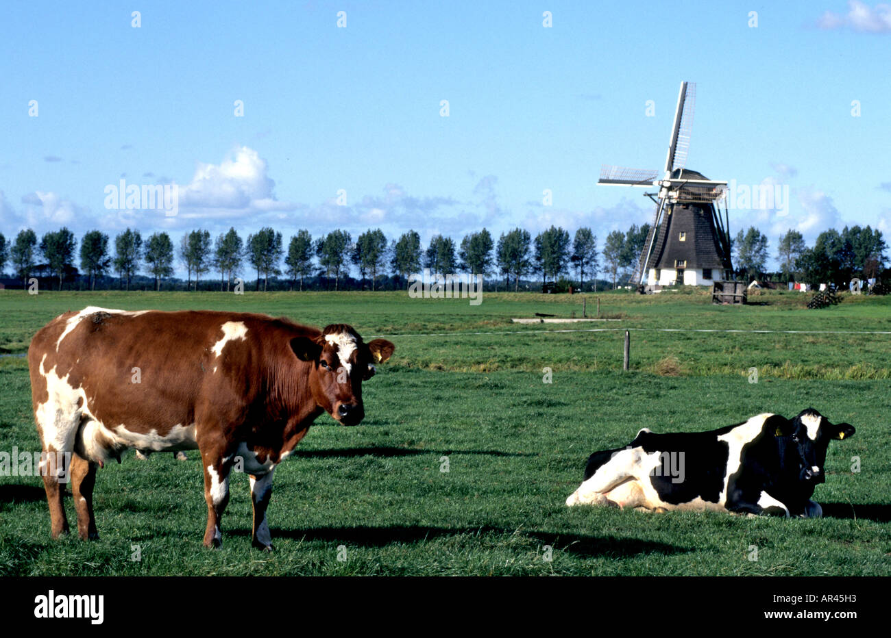 Netherlands Holland Oud Ade windmill cow cows Stock Photo - Alamy