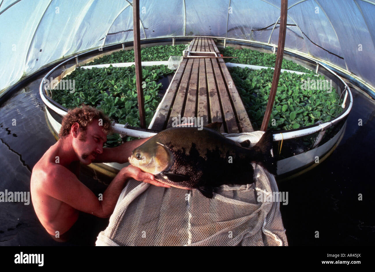 San peters fish hi-res stock photography and images - Alamy