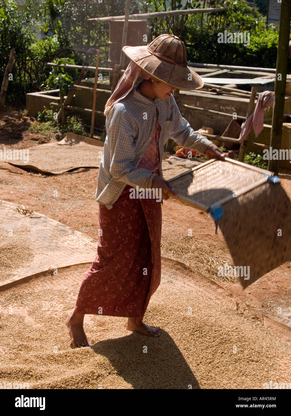Danu hilltribe woman sifting rice in rural Burma Stock Photo - Alamy