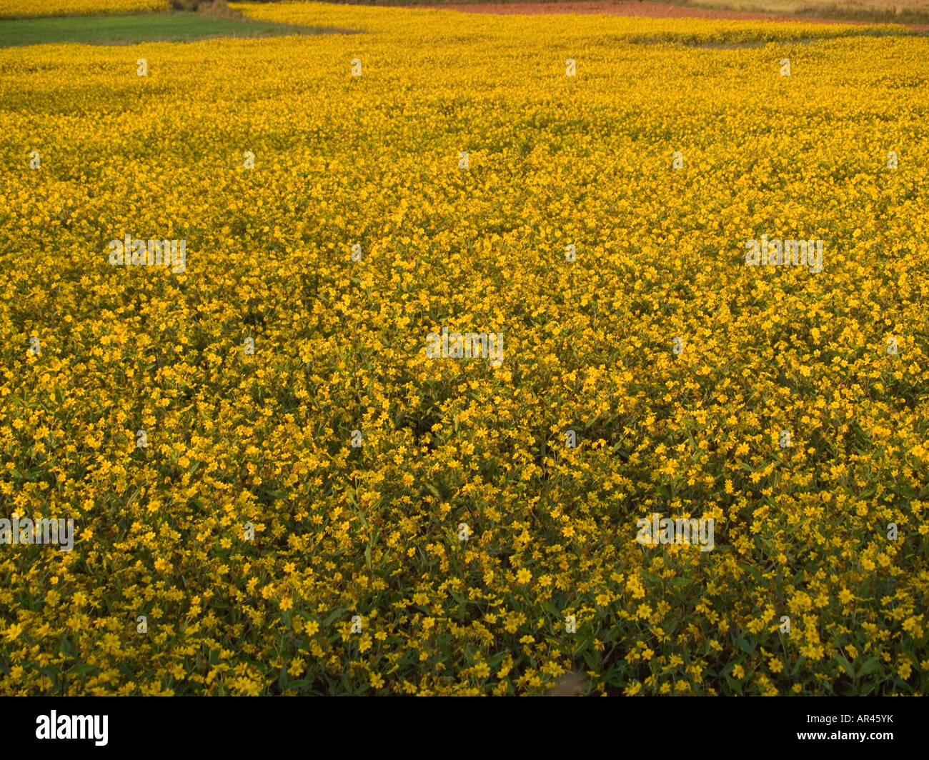 endless sesame flowers in the Shan State of Myanmar Stock Photo - Alamy