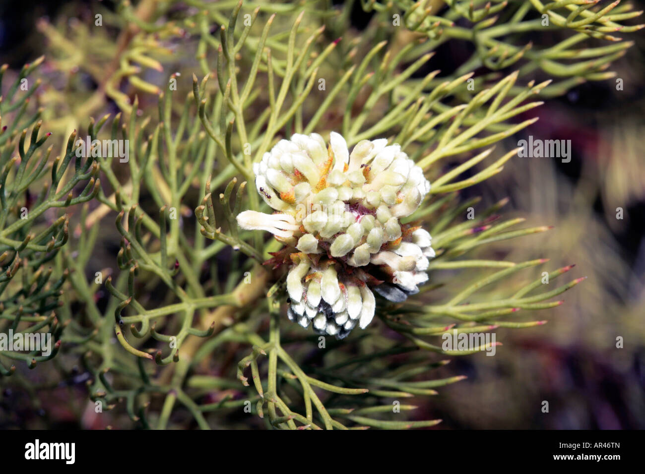 Spiderhead hi-res stock photography and images - Alamy