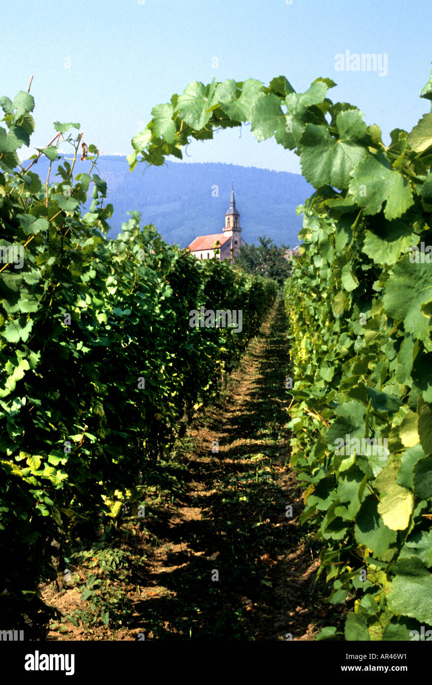 Alsace , Route des Vins Street Village Traditional, drink wine foods ...