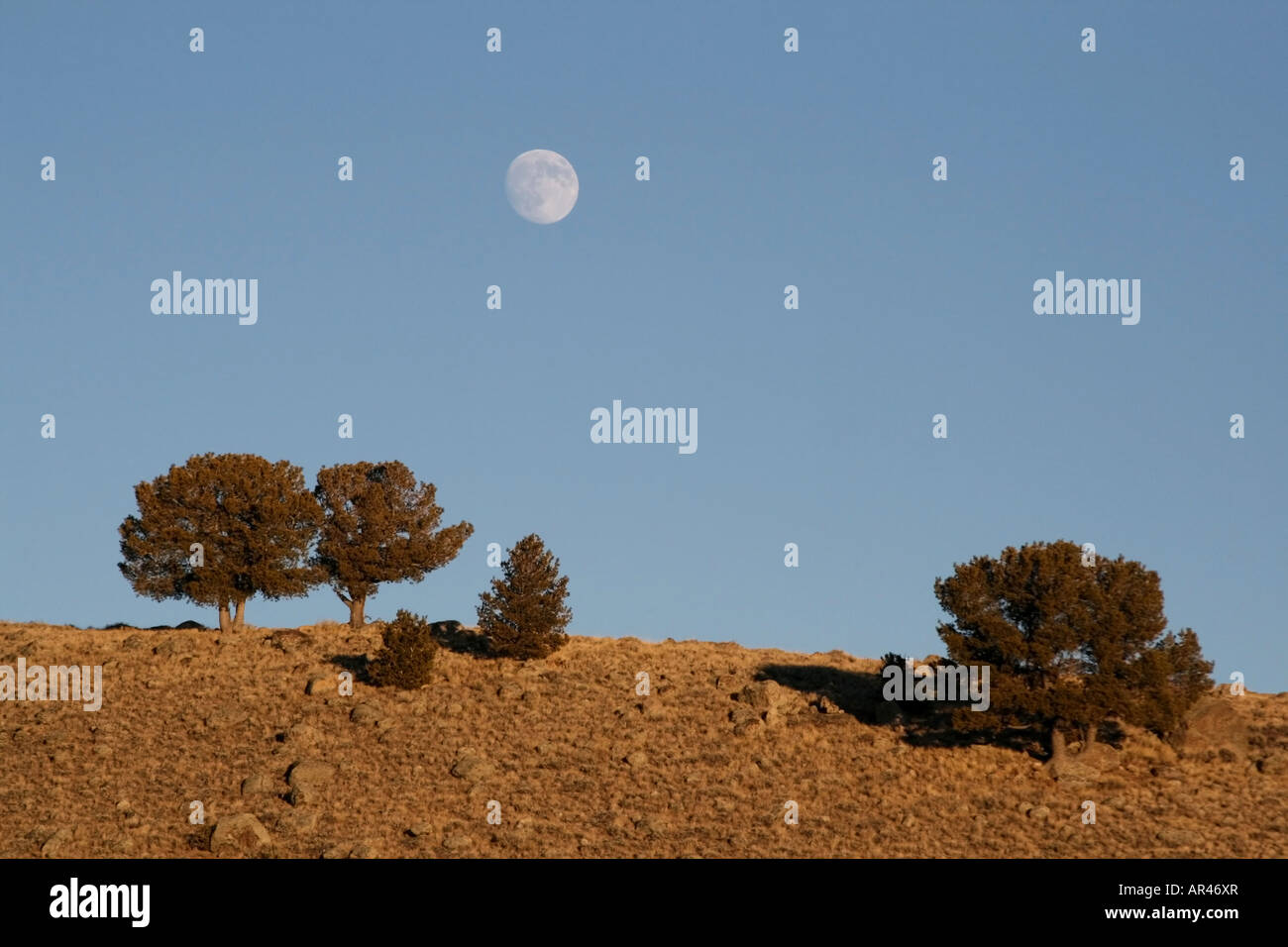 Shrubs on hillside hi-res stock photography and images - Alamy