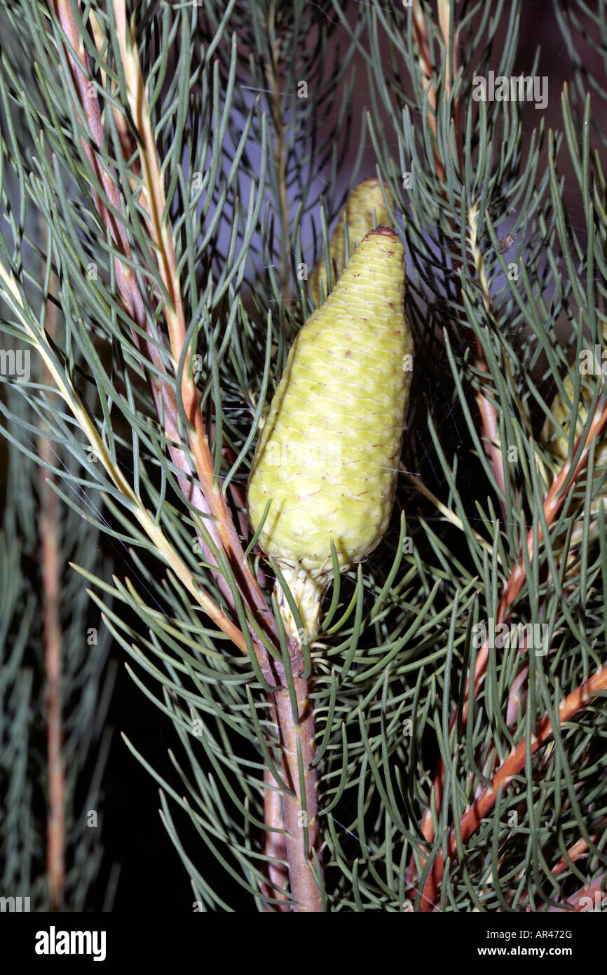 Karoo Conebush Female and spider spinning web -Leucadendron nobile ...