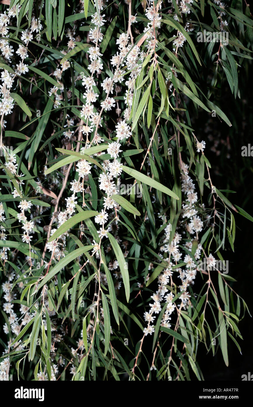 Willow Myrtle Tree-Agonis flexuosa-Family Myrtaceae Stock Photo - Alamy