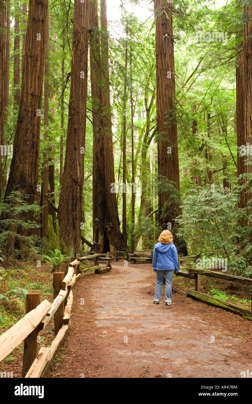USA, California, Marin County, Muir Woods National Monument Stock Photo ...