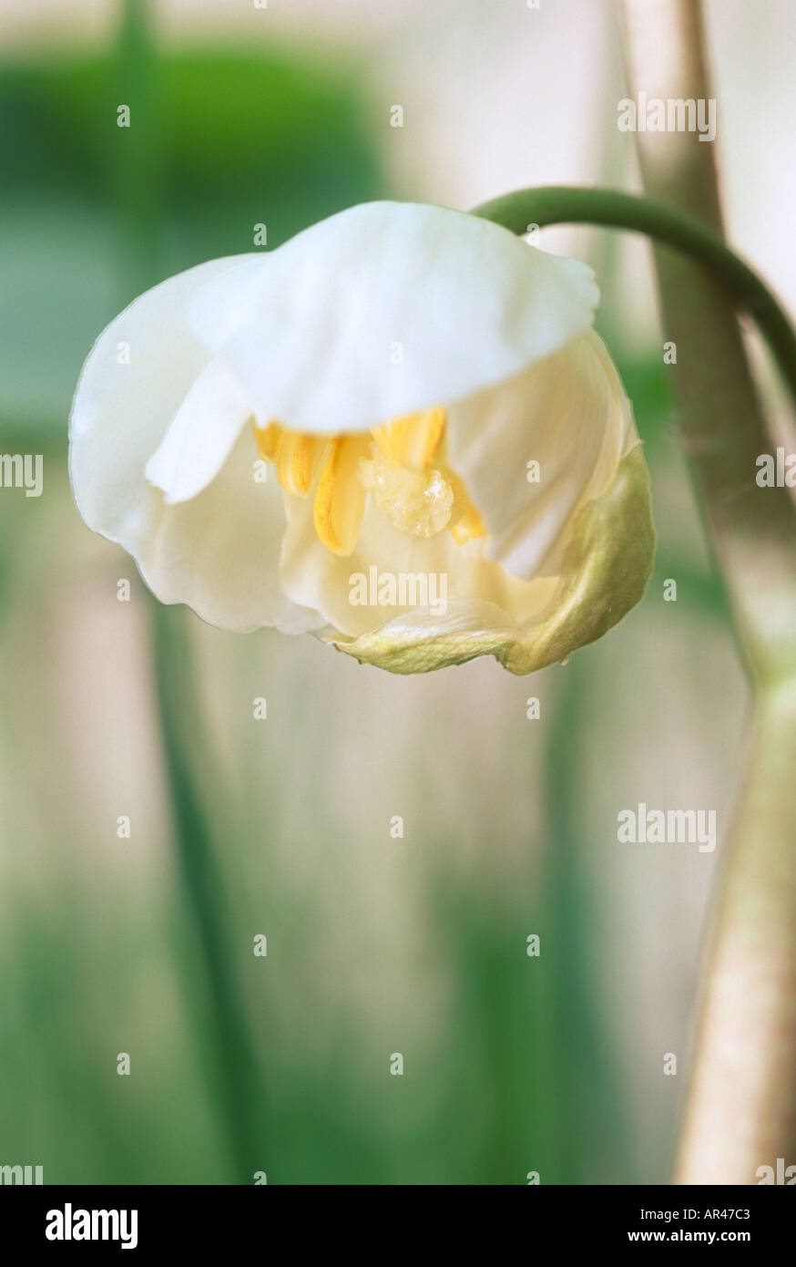 Mandrake flower hi-res stock photography and images - Alamy