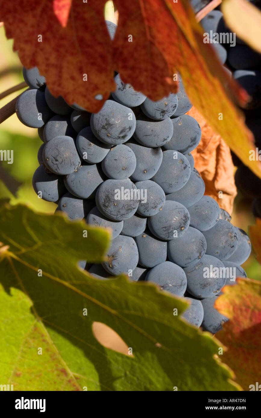 Ripe Cabernet grapes basking in California sun Stock Photo - Alamy