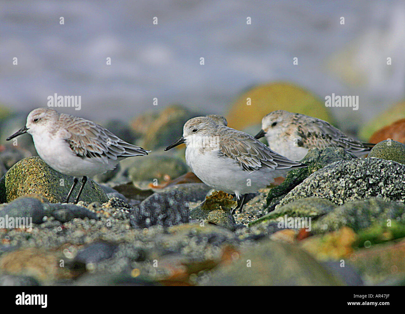 Three sanderlings hi-res stock photography and images - Alamy