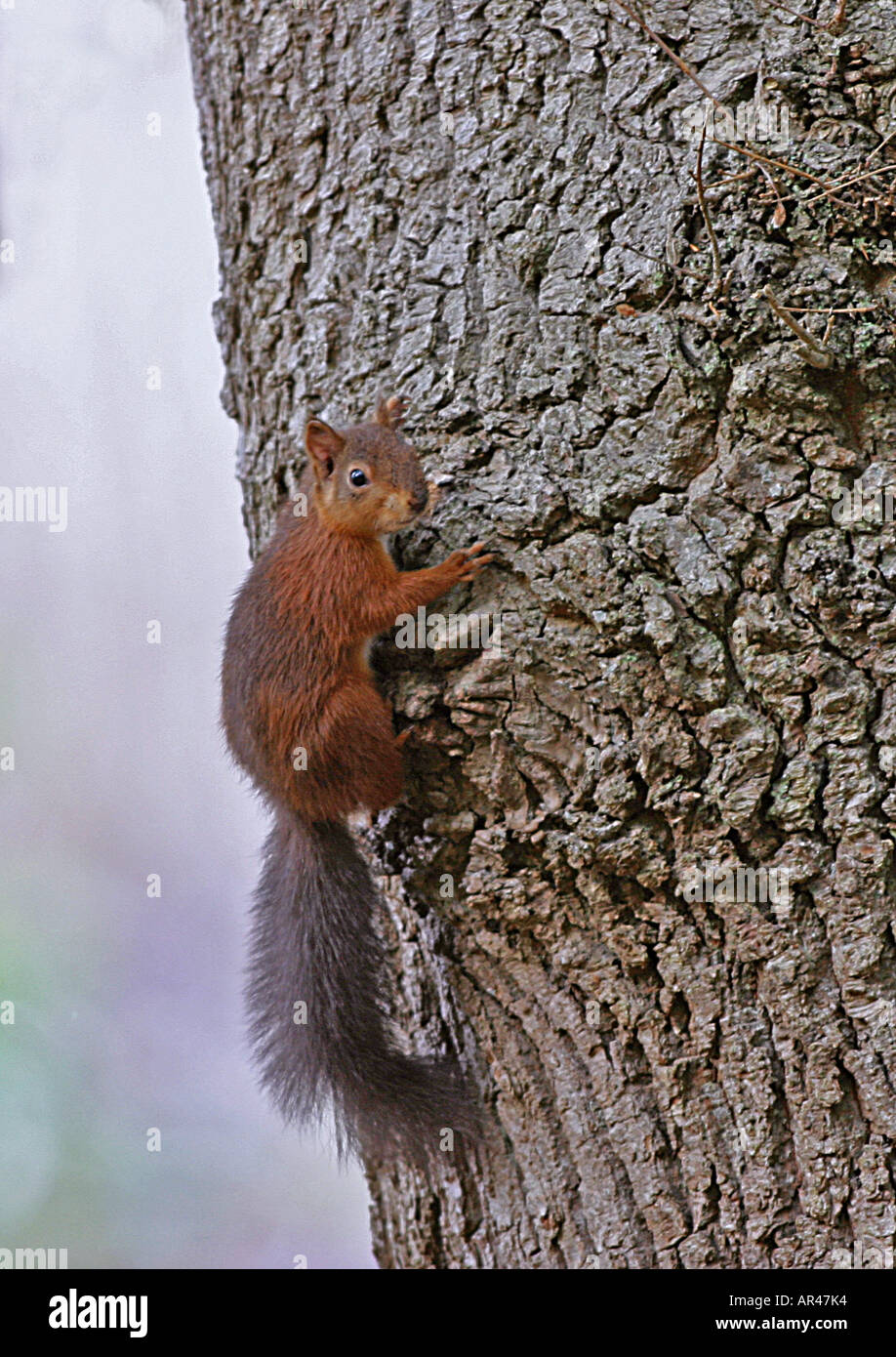 Red Squirrel Rare woodland Stock Photo - Alamy