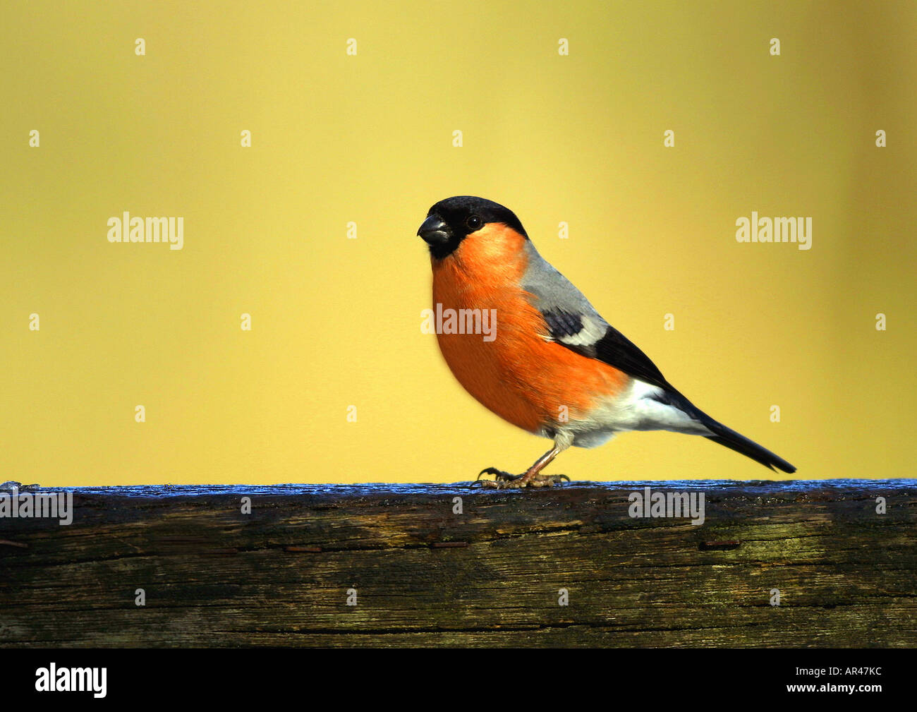 Male and female bullfinches hi-res stock photography and images - Alamy