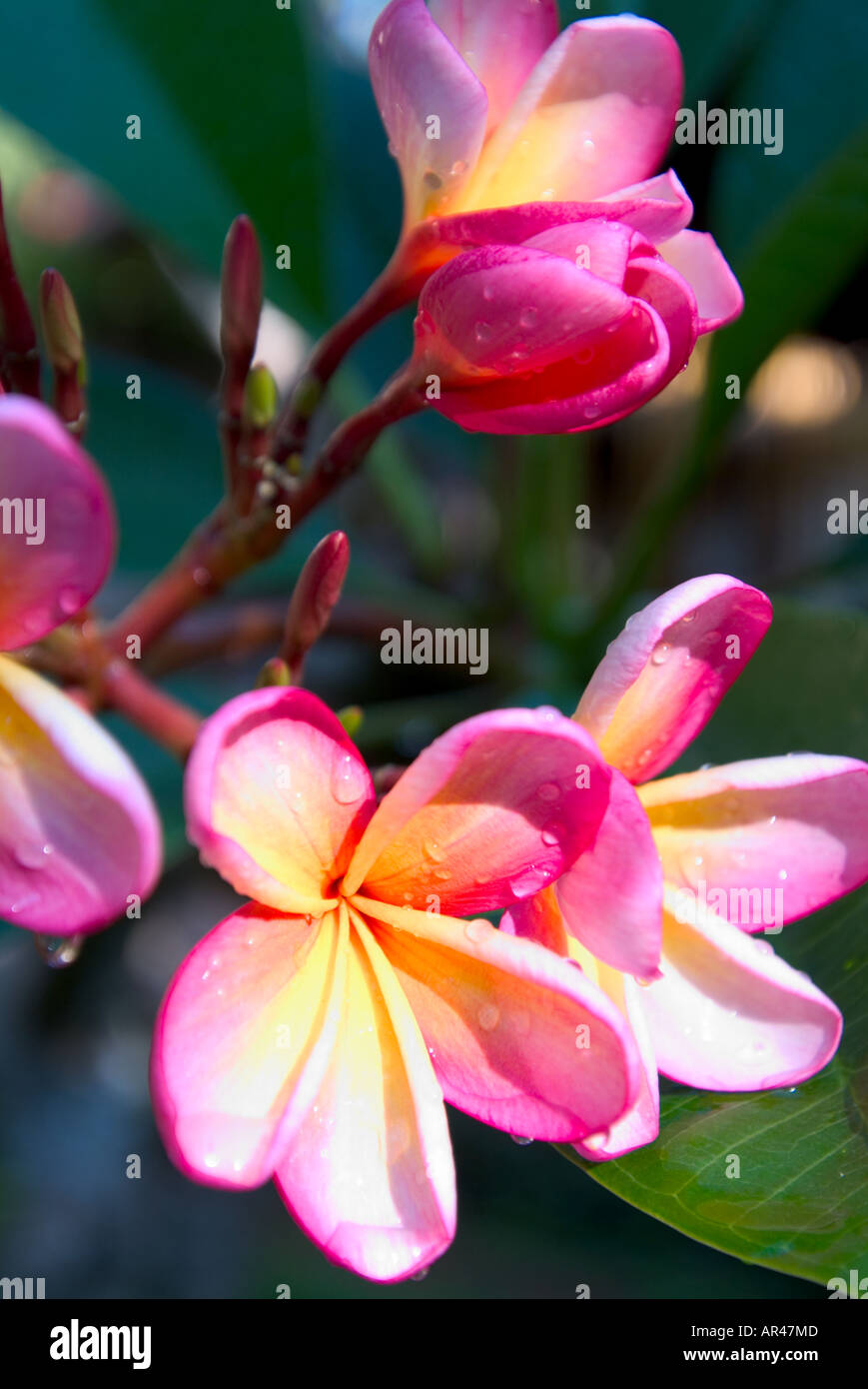 Pink Frangipani flower Stock Photo - Alamy