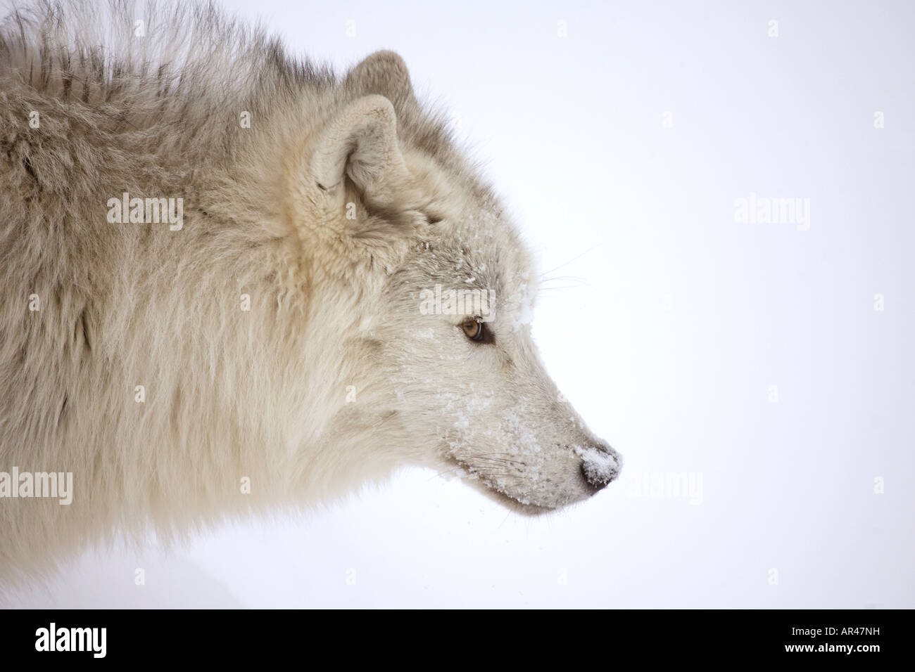 Portrait Arctic Wolf, side view, snow Stock Photo - Alamy