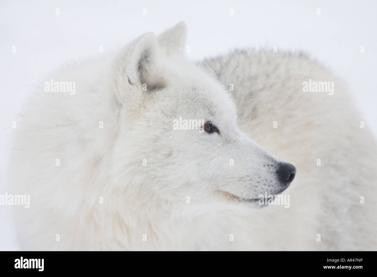 Arctic wolf hi-res stock photography and images - Alamy