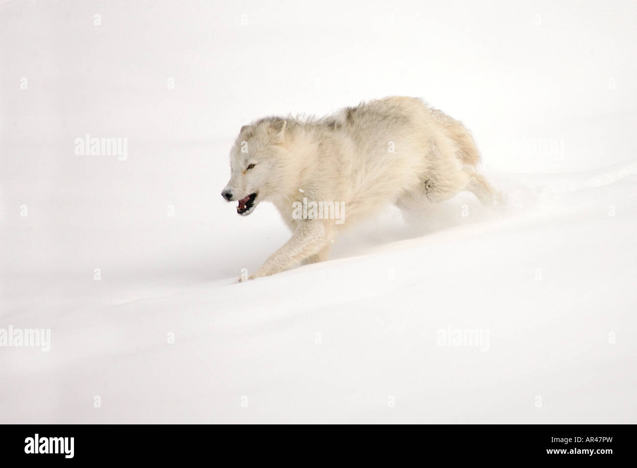 Arctic Wolf running right to left in snow Stock Photo - Alamy