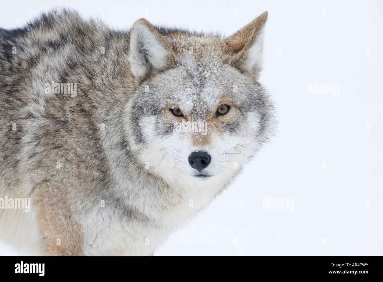 Eastern coyote hi-res stock photography and images - Alamy