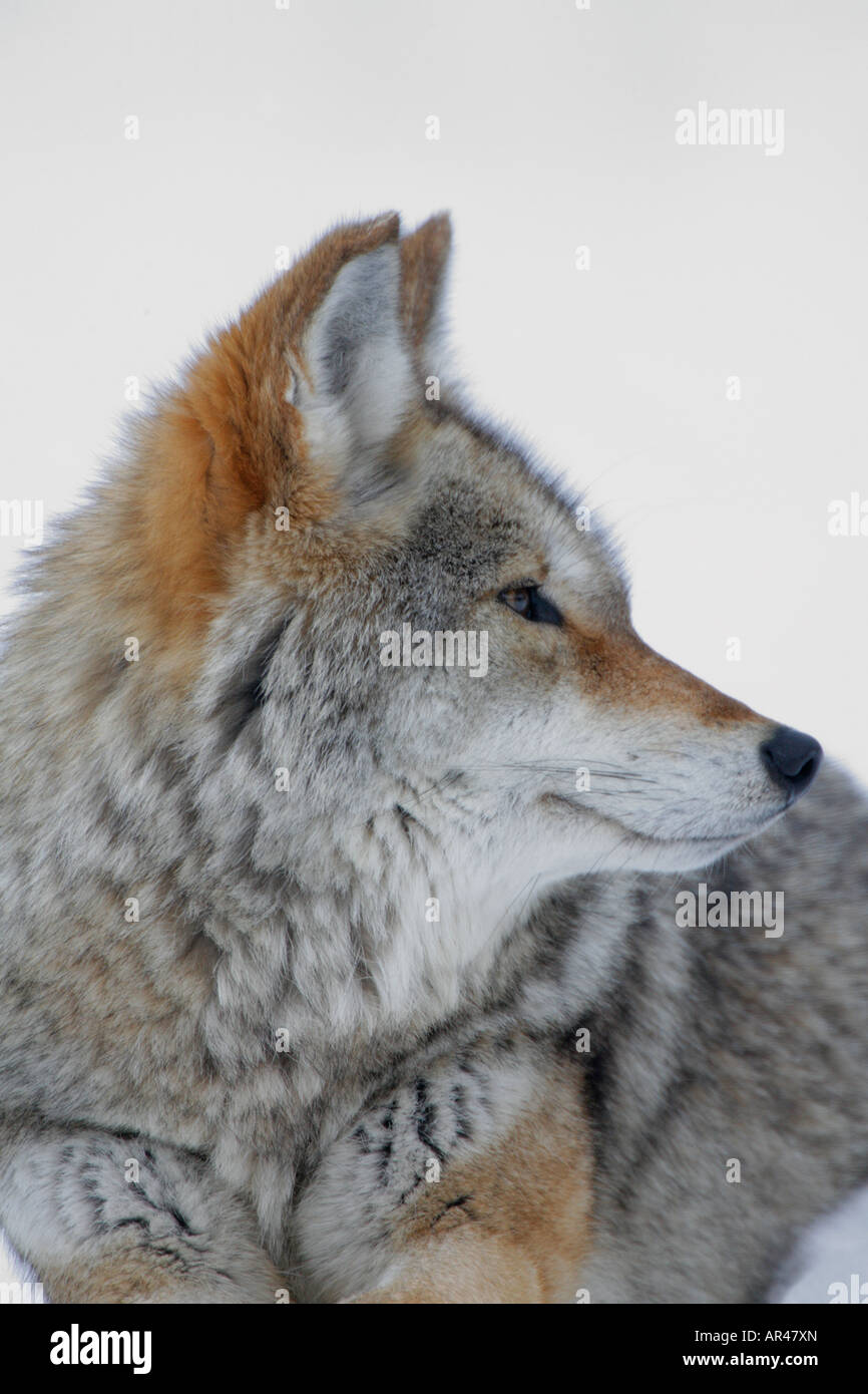 Eastern coyote hi-res stock photography and images - Alamy