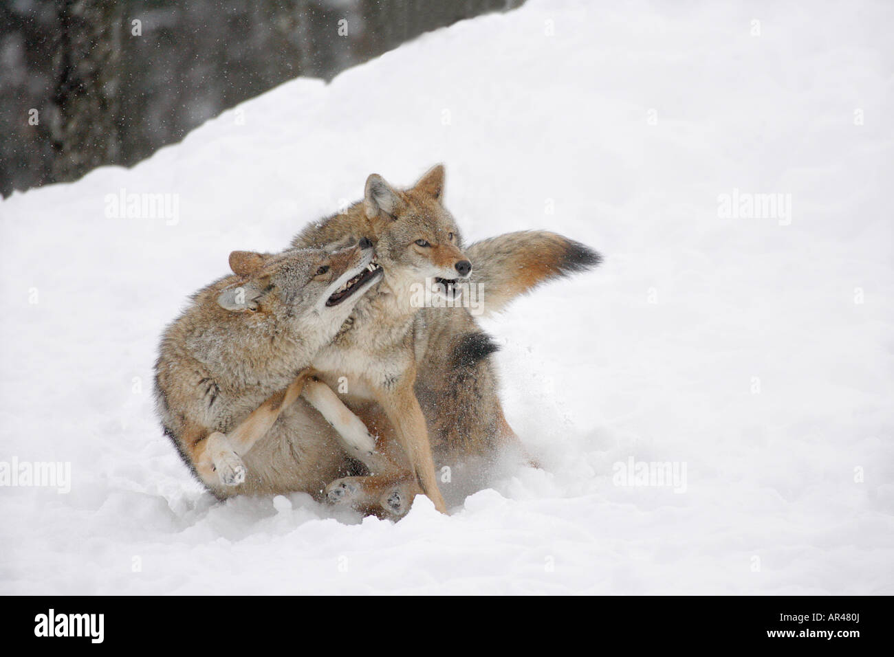 Tussling hi-res stock photography and images - Alamy