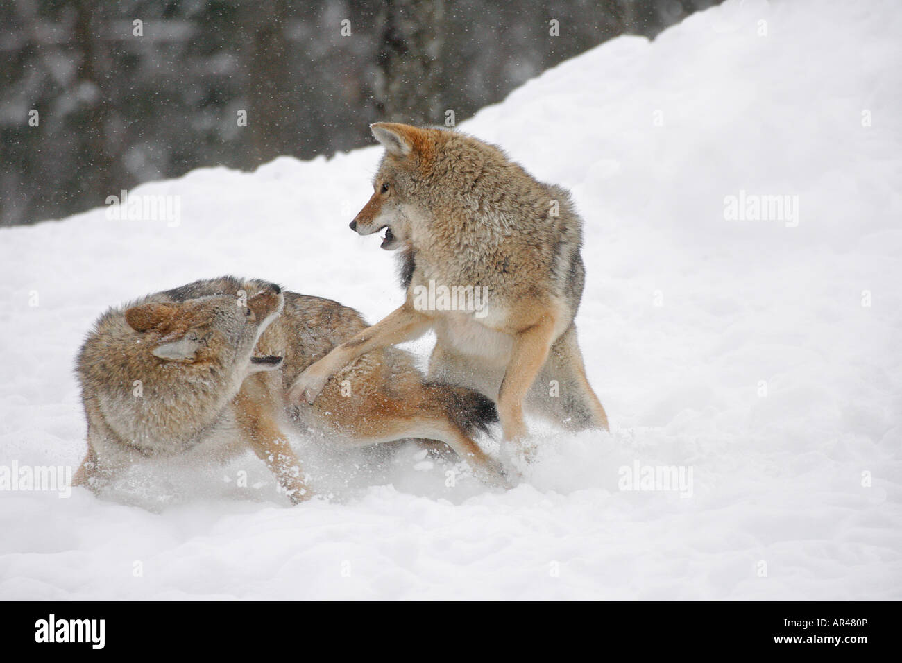 Eastern Coyotes High Resolution Stock Photography and Images - Alamy