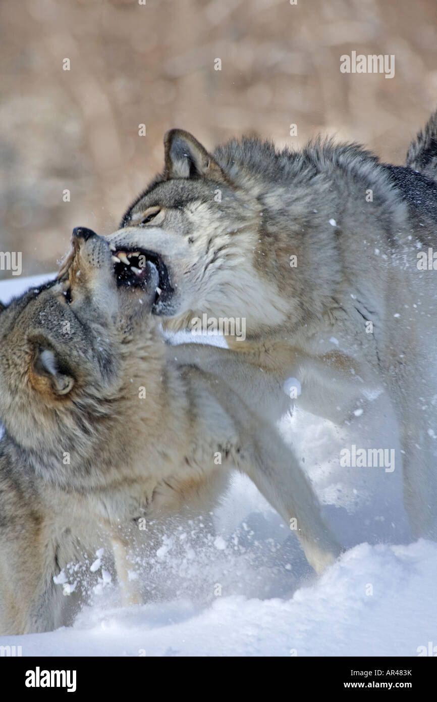Two Timber Wolves scrapping in snow Stock Photo - Alamy