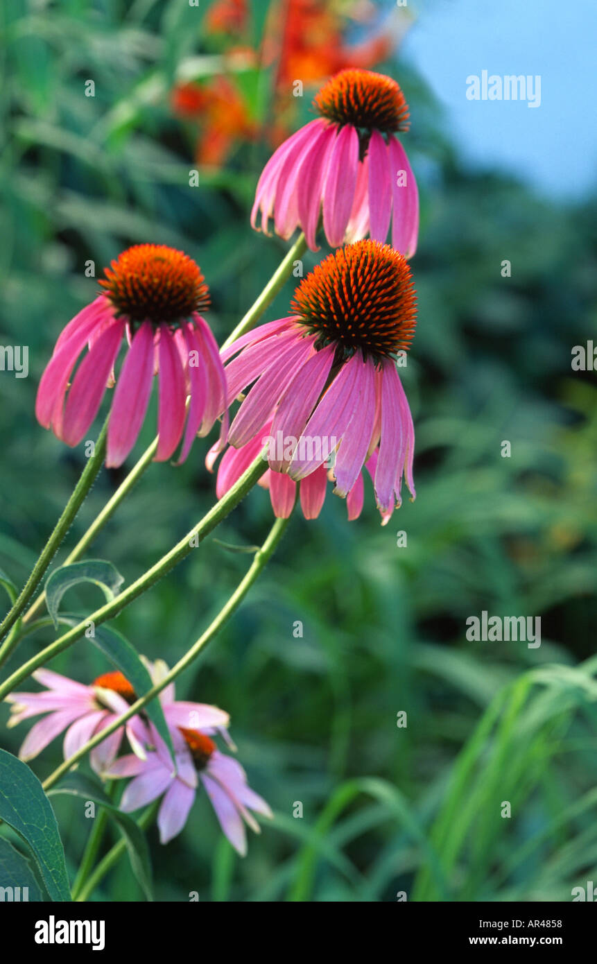 Purple coneflower Echinacea purpurea in native wildflower garden Cook ...