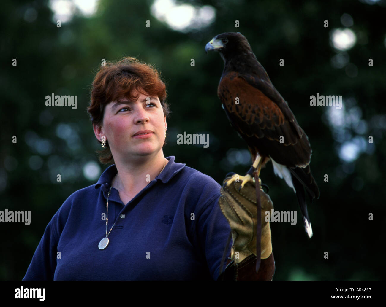Female Harris Hawk High Resolution Stock Photography and Images - Alamy