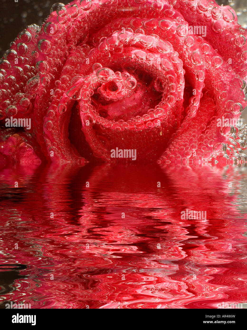 Rose with bubbles and a reflection Stock Photo - Alamy
