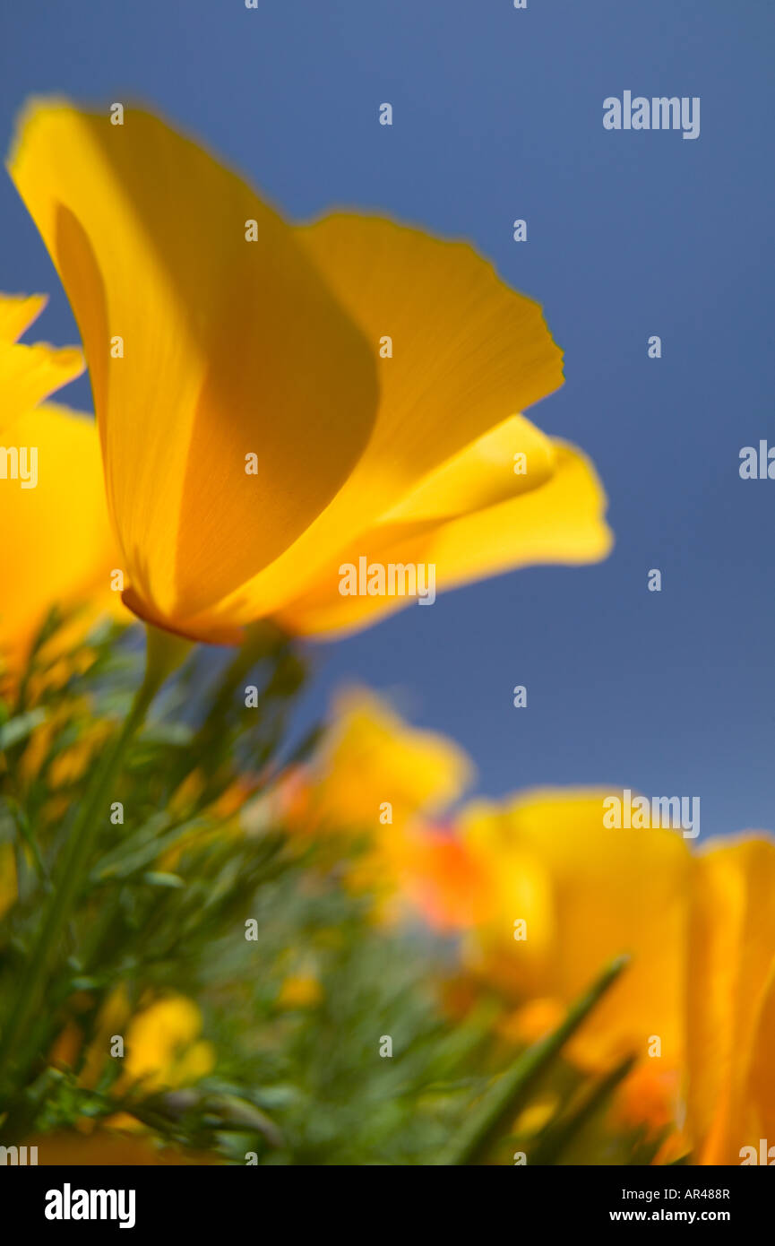 NA, USA, CA, Lancaster, CA Poppies spring bloom Stock Photo - Alamy